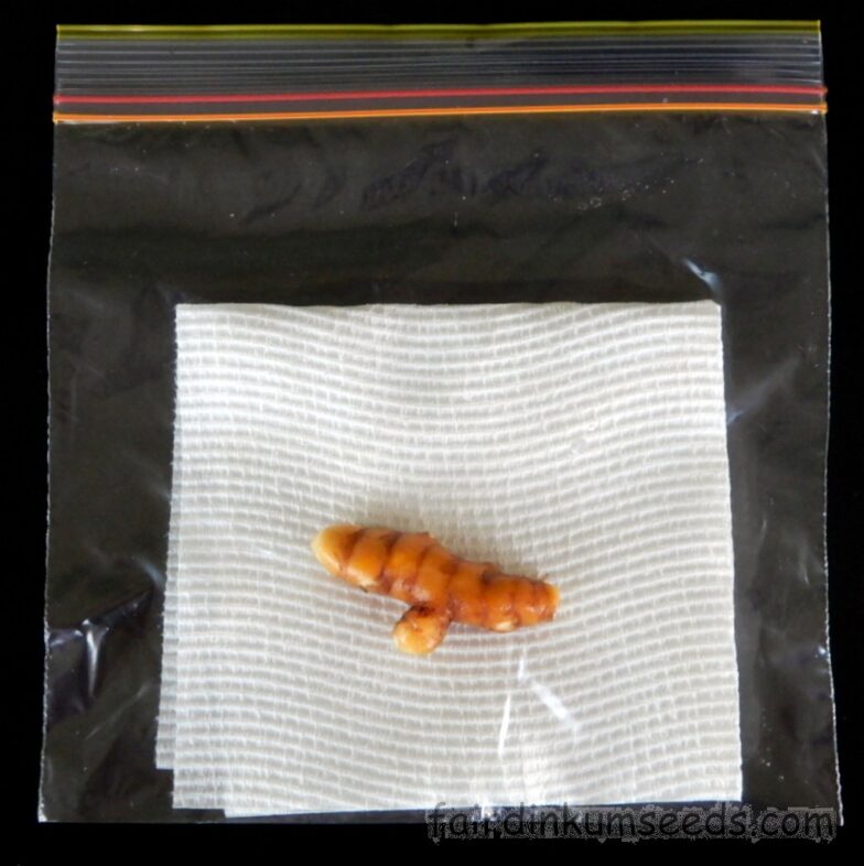 Wild Turmeric Spring Ginger Curcuma Aromatica Root | Fair Dinkum Seeds