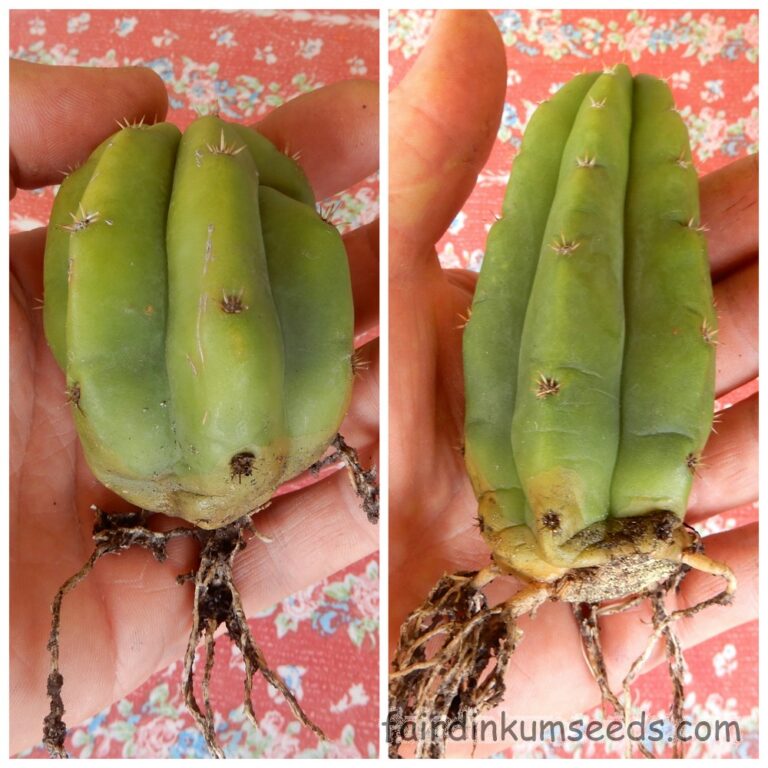 Awesome Heirloom Seeds Plants & other Unusual Stuff