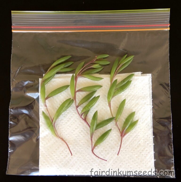 Ruby Necklace Othonna Capensis String of Pickles | Fair Dinkum Seeds