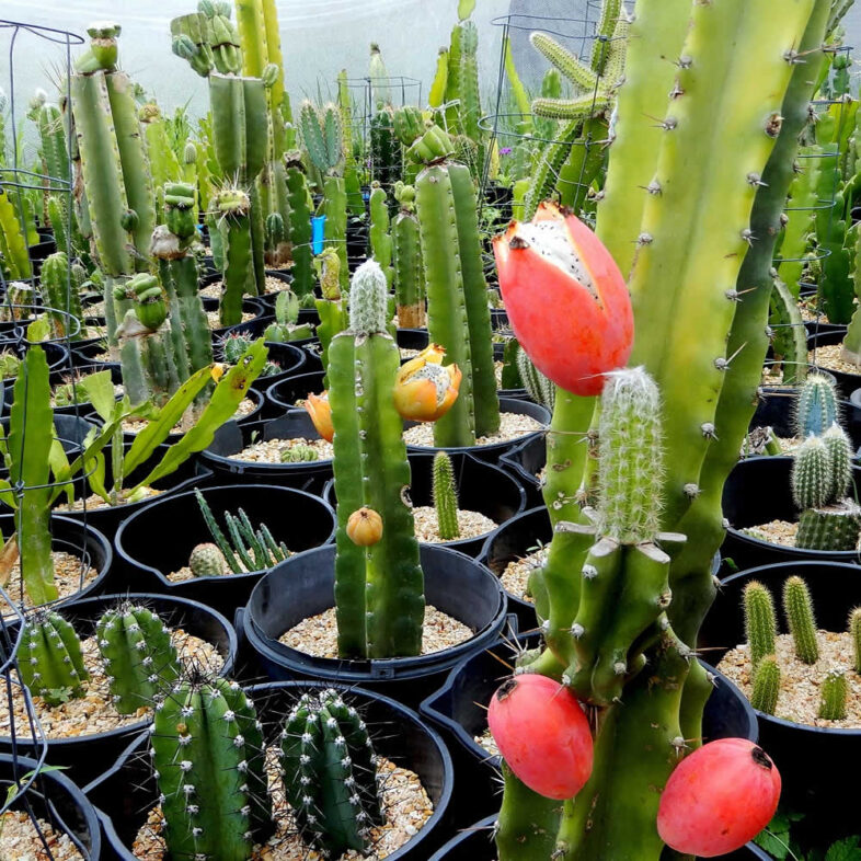 Cereus Apple Cactus Cuttings Grafting Rootstock | Fair Dinkum Seeds