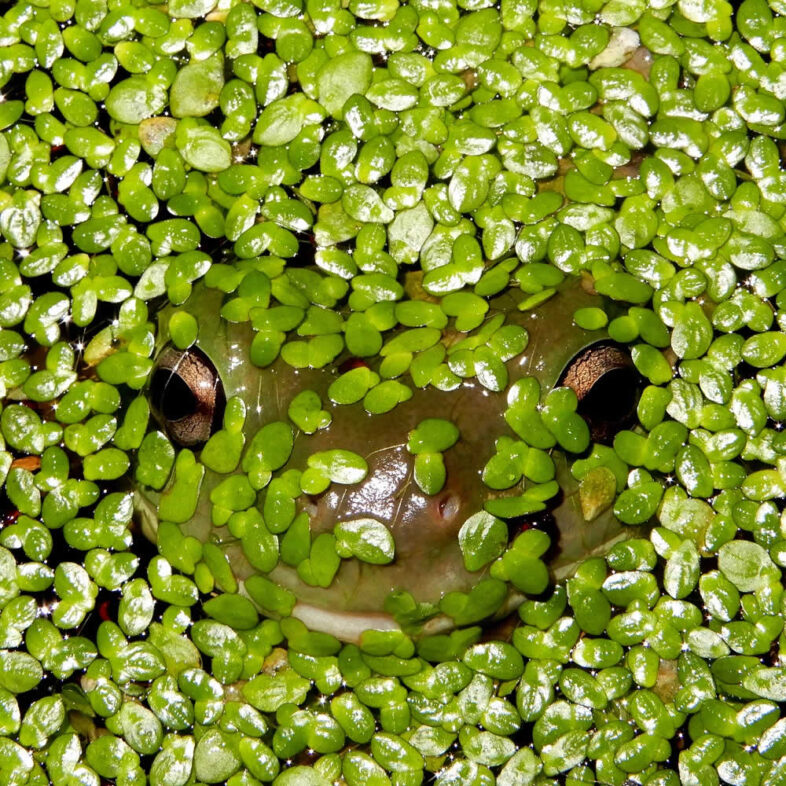 Edible Aquatic Plants Seeds | Fair Dinkum Seeds